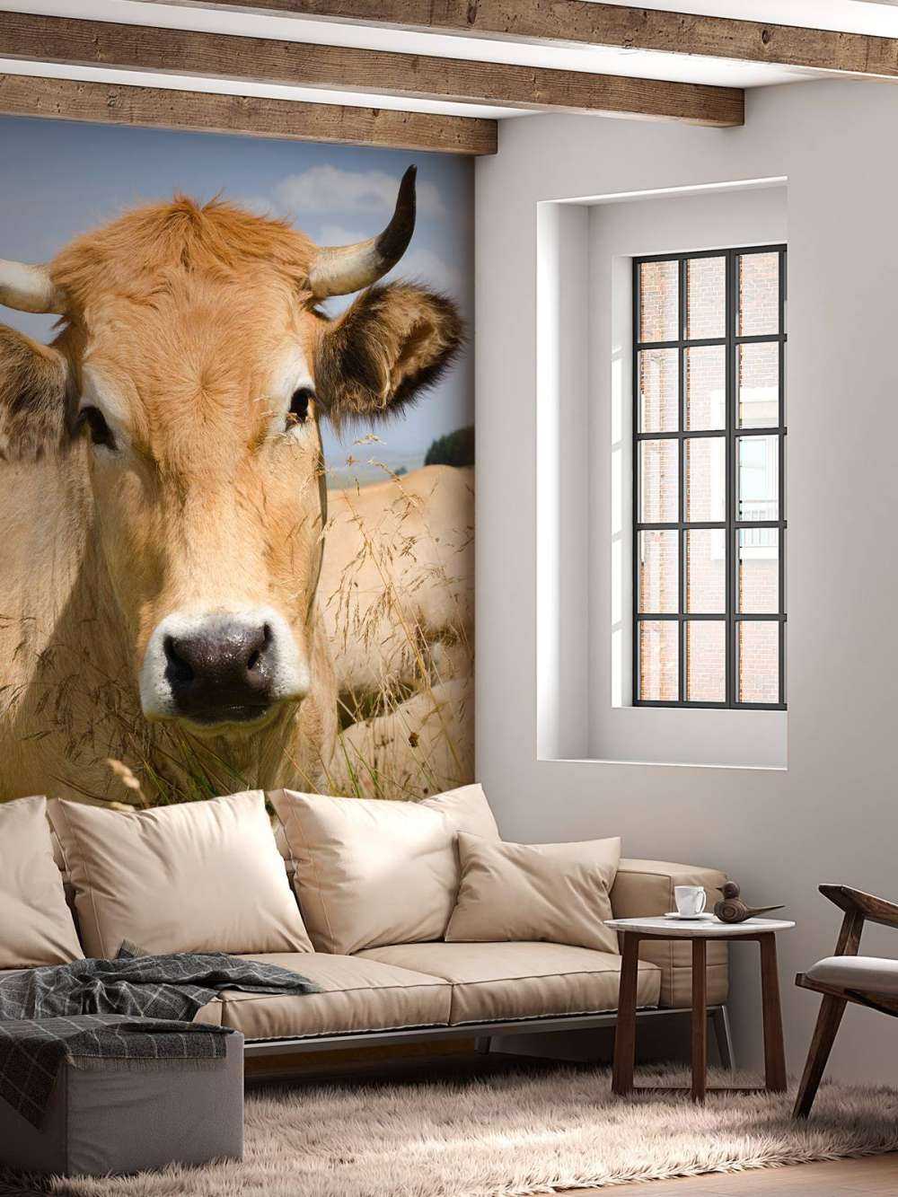 Krowa z rogami - Fototapety.com